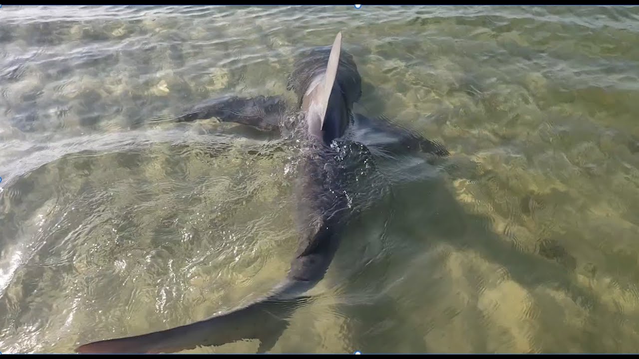 Winter shark fishing in Pensacola Bay? Is it possible to catch sharks ...