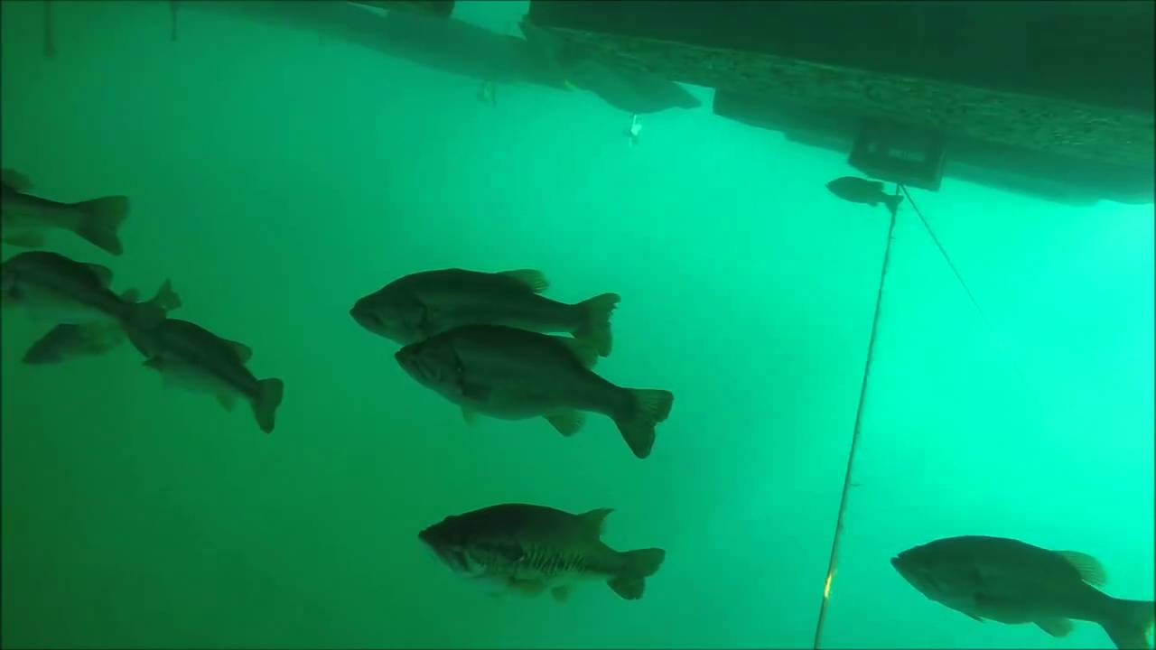 Giant bass lurking under boat dock - YouTube
