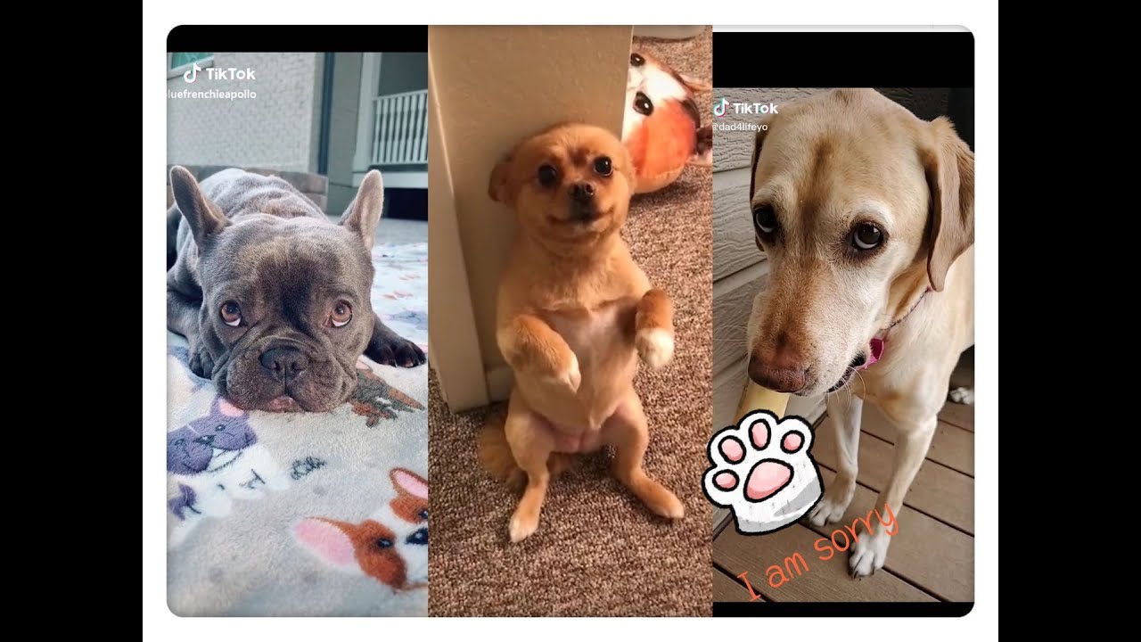 🤣🤣When Dogs Feel Sorry To You🐶 Cute Dogface compilation 😏#15--2020 June ...
