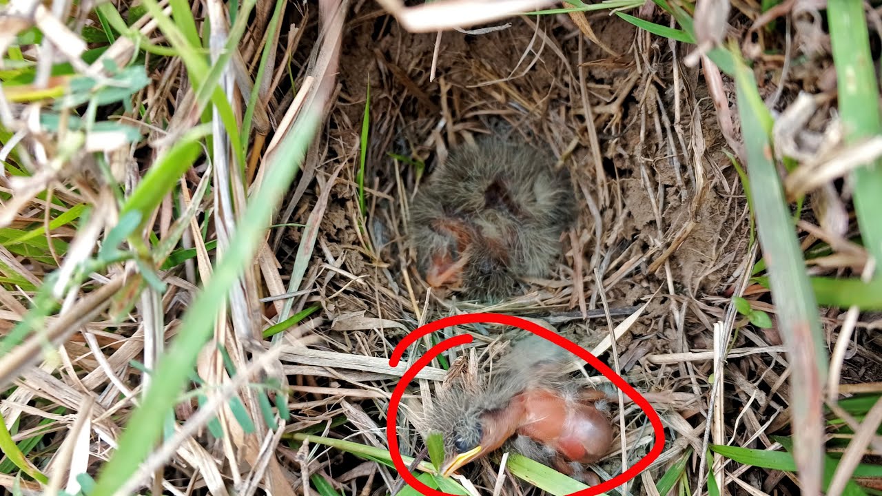 Day 3"Rescuing a Baby Pipit Bird Out of the Nest: A Heartwarming ...