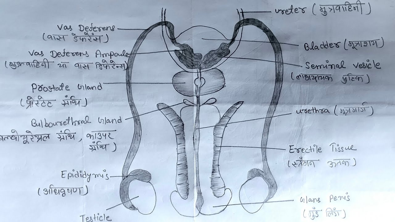 How to draw Male reproductive system. #malerepoductivesystem #art - YouTube