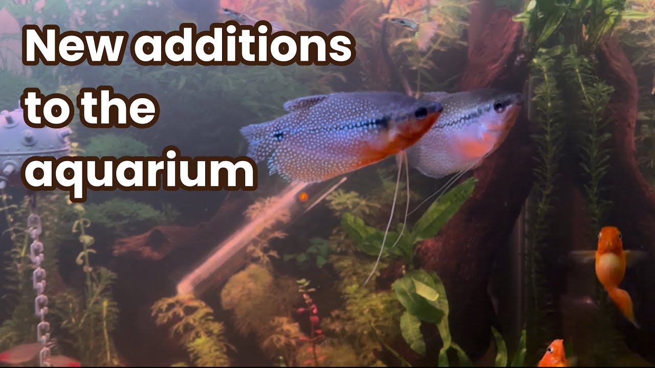 Latest update with a few additions #fish - YouTube