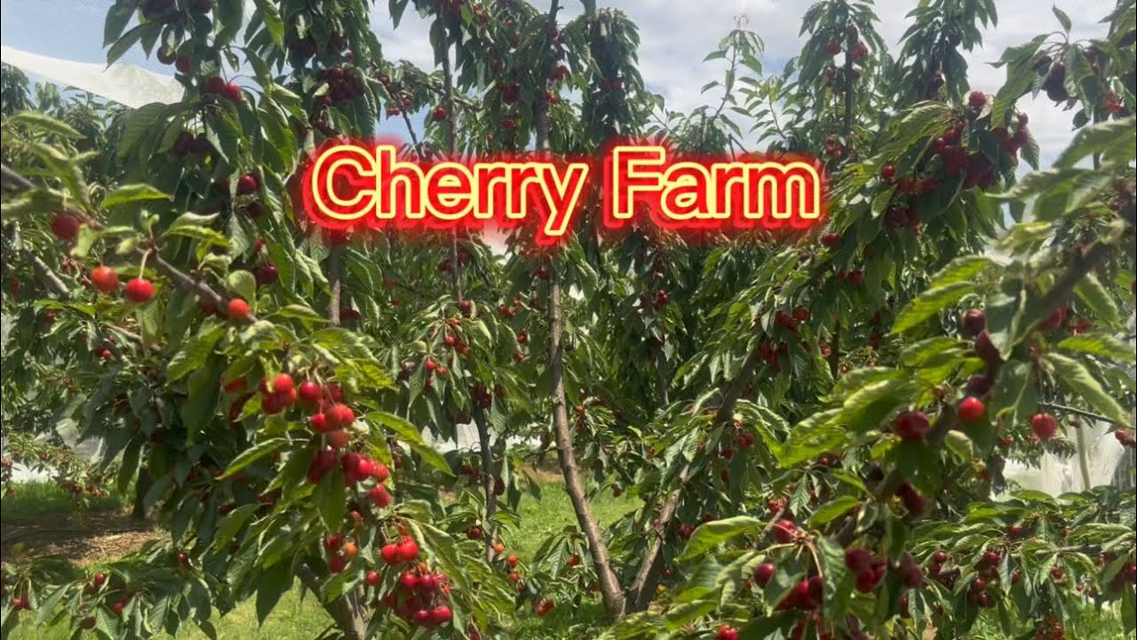 Best place to visit Melbourne short trip to U-pick cherry farm - YouTube