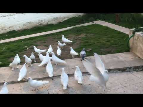 UÇUM VİDEOSU VE TEKE UÇAN YAVRUYA DİKKAT