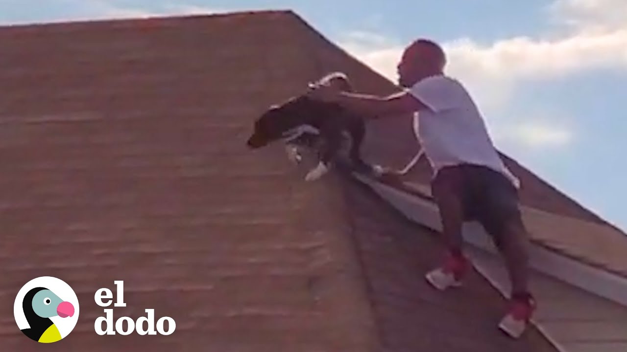 Perro atascado en el techo encuentra a un héroe | El Dodo - YouTube