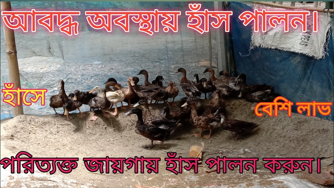 আবদ্ধ অবস্থায় হাঁস পালন পদ্ধতি।।Aboddo Obosthai Has Palon poddati ...