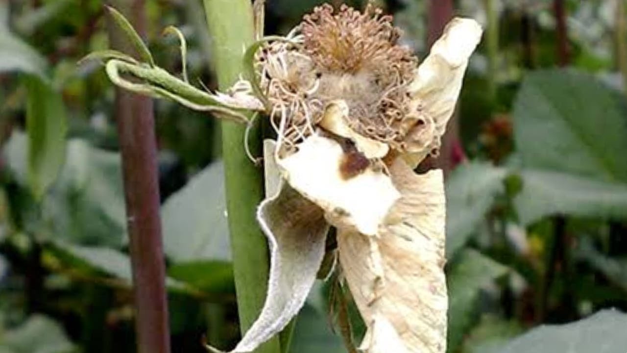 Fungicidas usados en el control de Botrytis cinerea en flores y su ...
