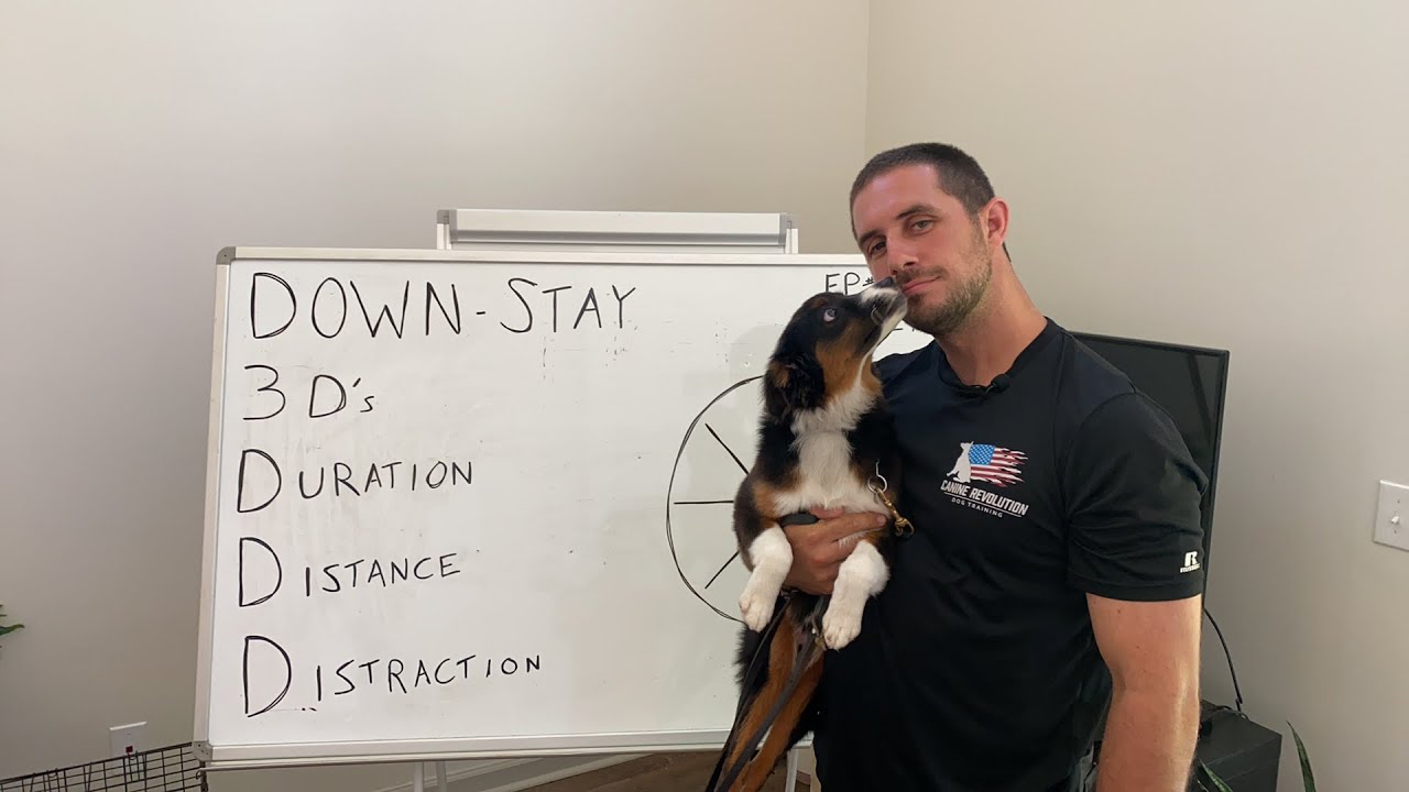 Live Demo: How to Teach Your Dog to Down and Stay - YouTube