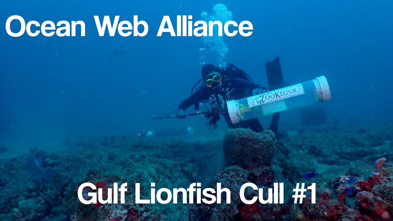 Gulf of Mexico: Lionfish Culling for Charity - YouTube