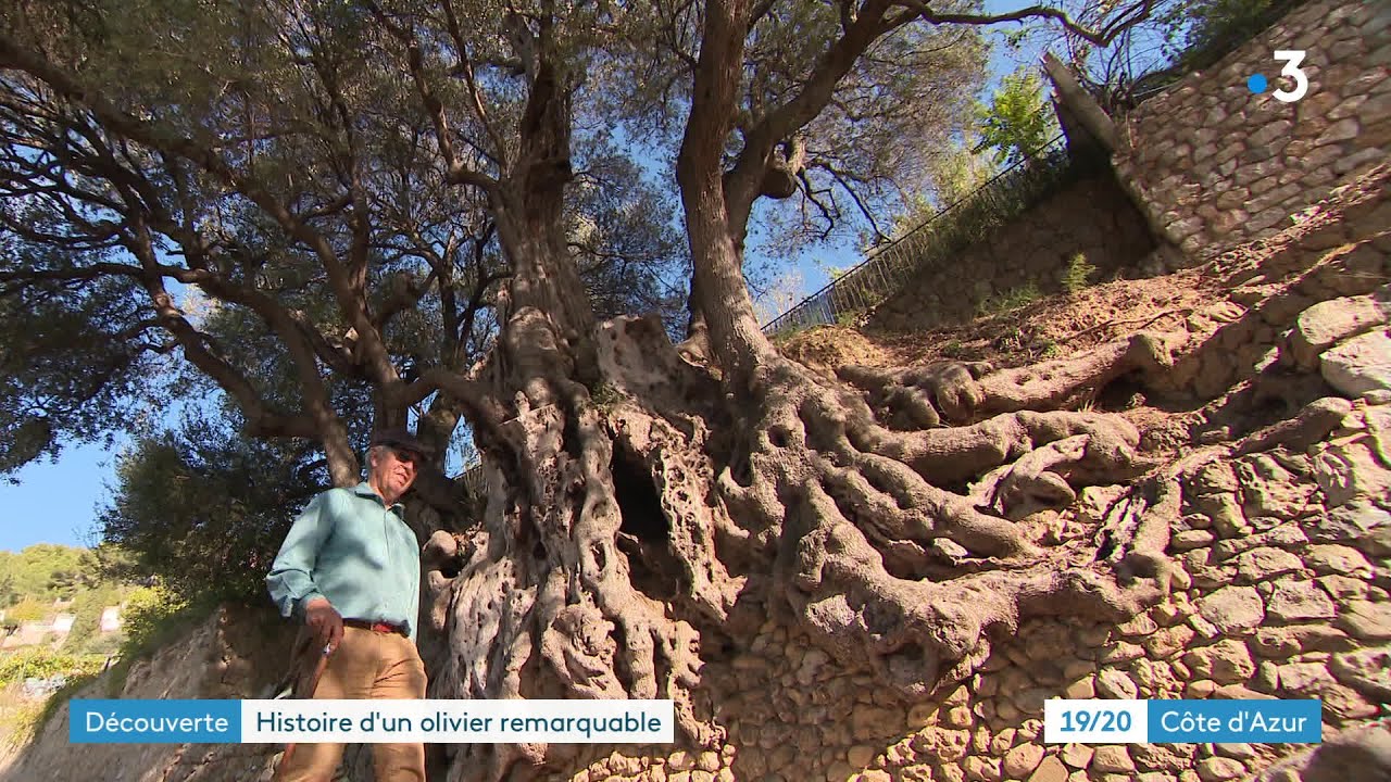 L'olivier millénaire de Roquebrune, le plus vieil arbre de France avec ...