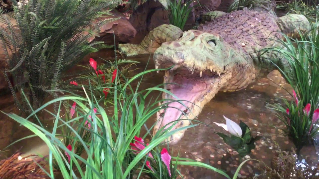 Rainforest cafe crocodile - YouTube