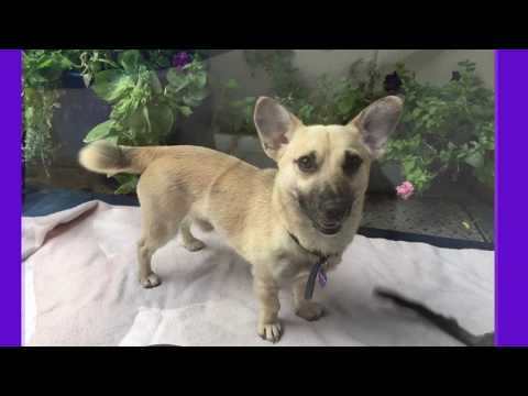 Adopt Tommy | Dogs | The Mayhew