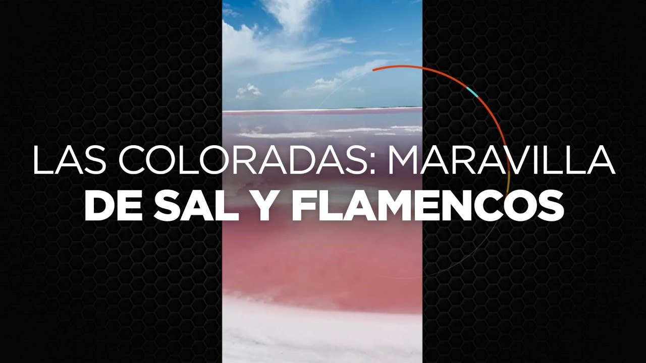 ¡Las Coloradas! Las lagunas de sal y flamencos en Yucatán - YouTube