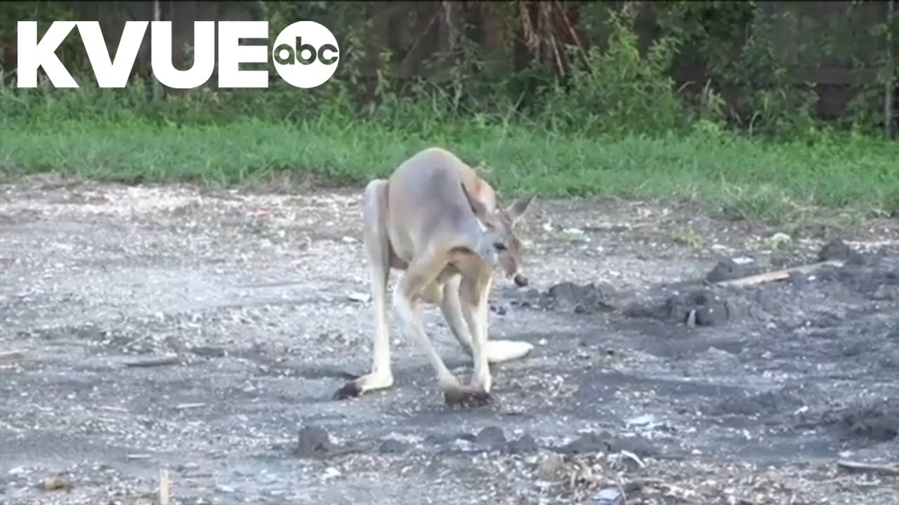 2 kangaroos escape from Waco Wildlife Rescue - YouTube