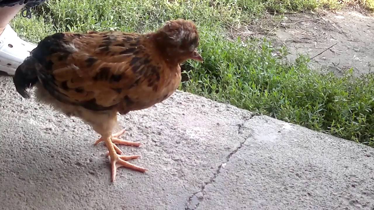 CHICKEN GETTING A NEW HAIRCUT - YouTube