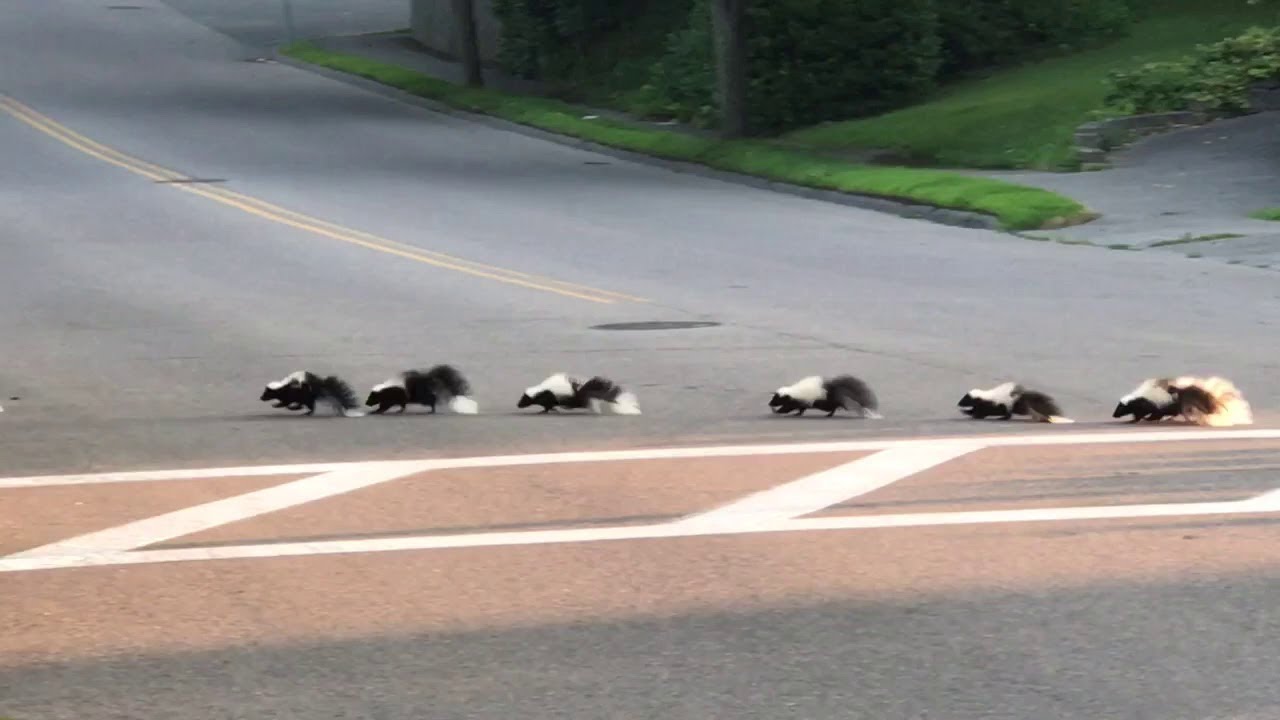 Skunk Family Cross Road Safely || ViralHog - YouTube