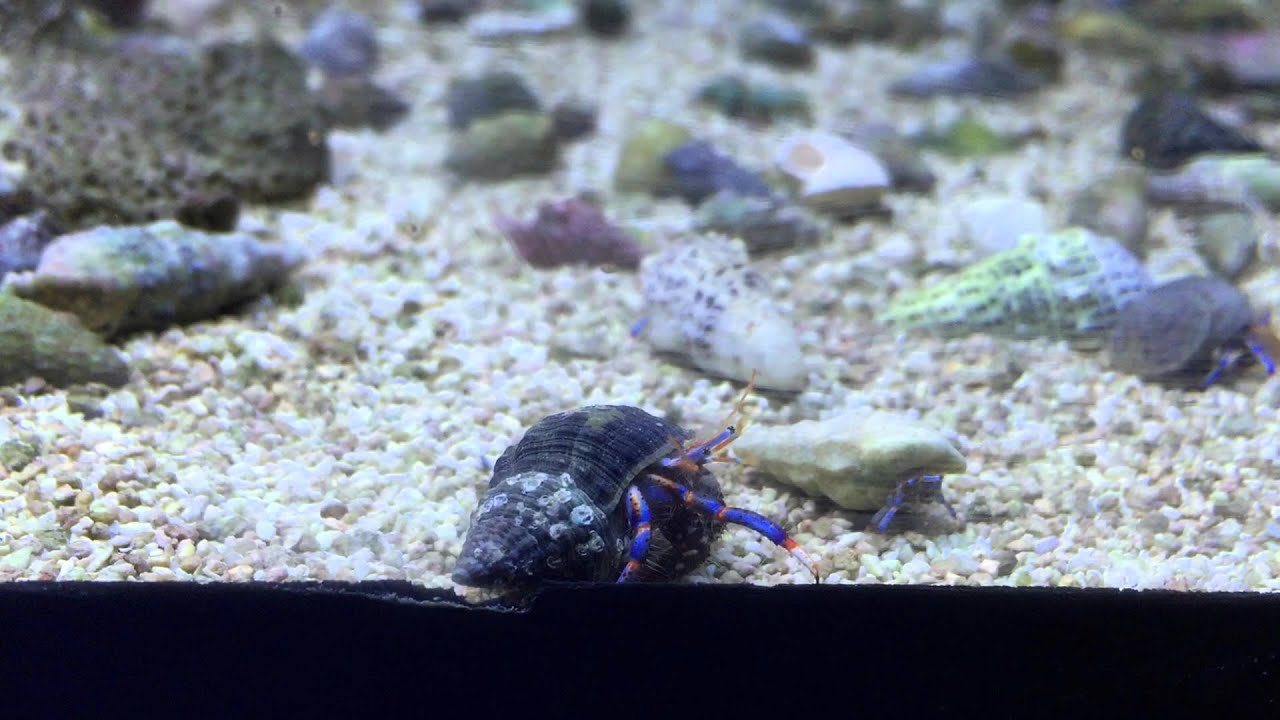 Dwarf Blue Leg Hermit Crabs - Clibanarius tricolor - YouTube