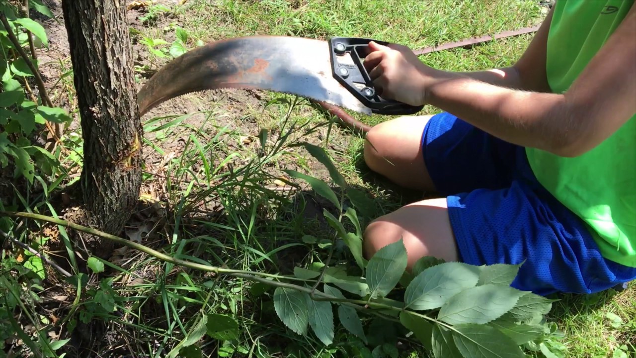 How to Cut Down A Walnut Tree - YouTube