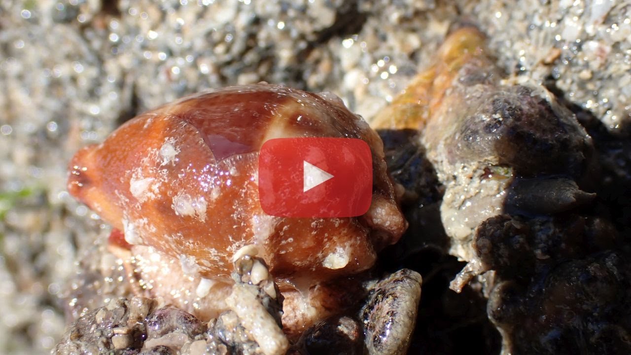Cypraea walkeri - Walker's Cowrie - YouTube