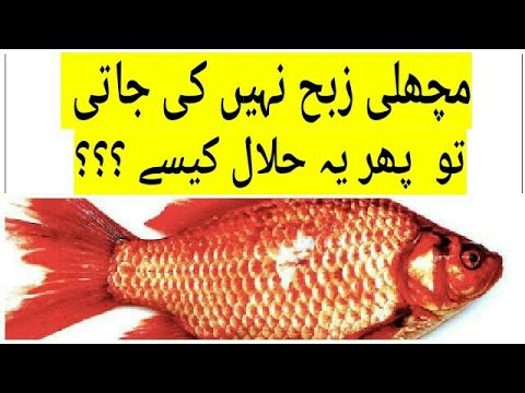 Machli Halal Kese Hai? | Hazrat Ali RA Ke Mutabiq | Fish is Halal or ...