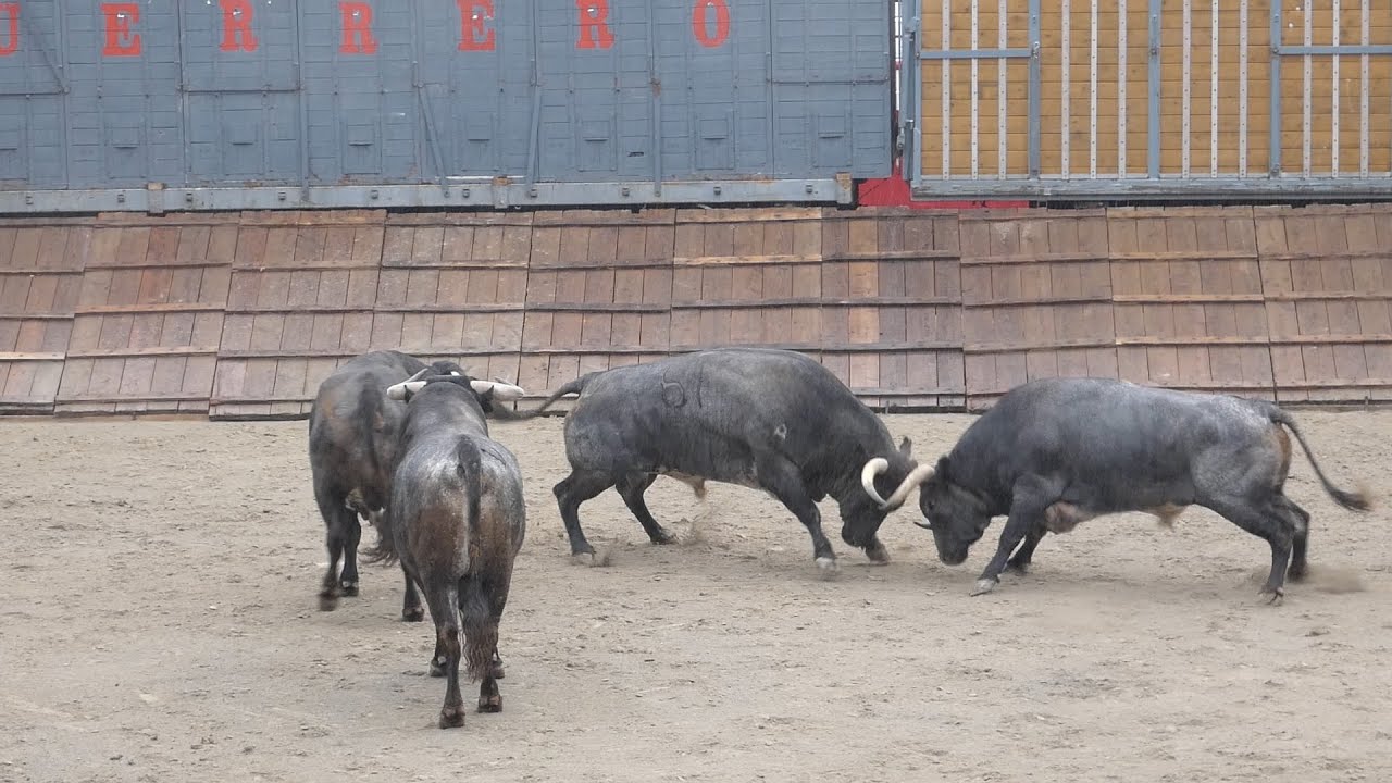 DESENCAJONAMIENTO DE TOROS EN AZPEITIA - YouTube