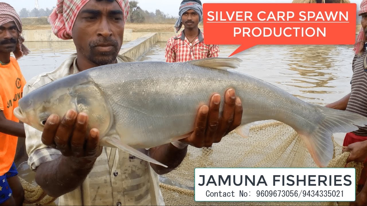 Silver Carp Fish