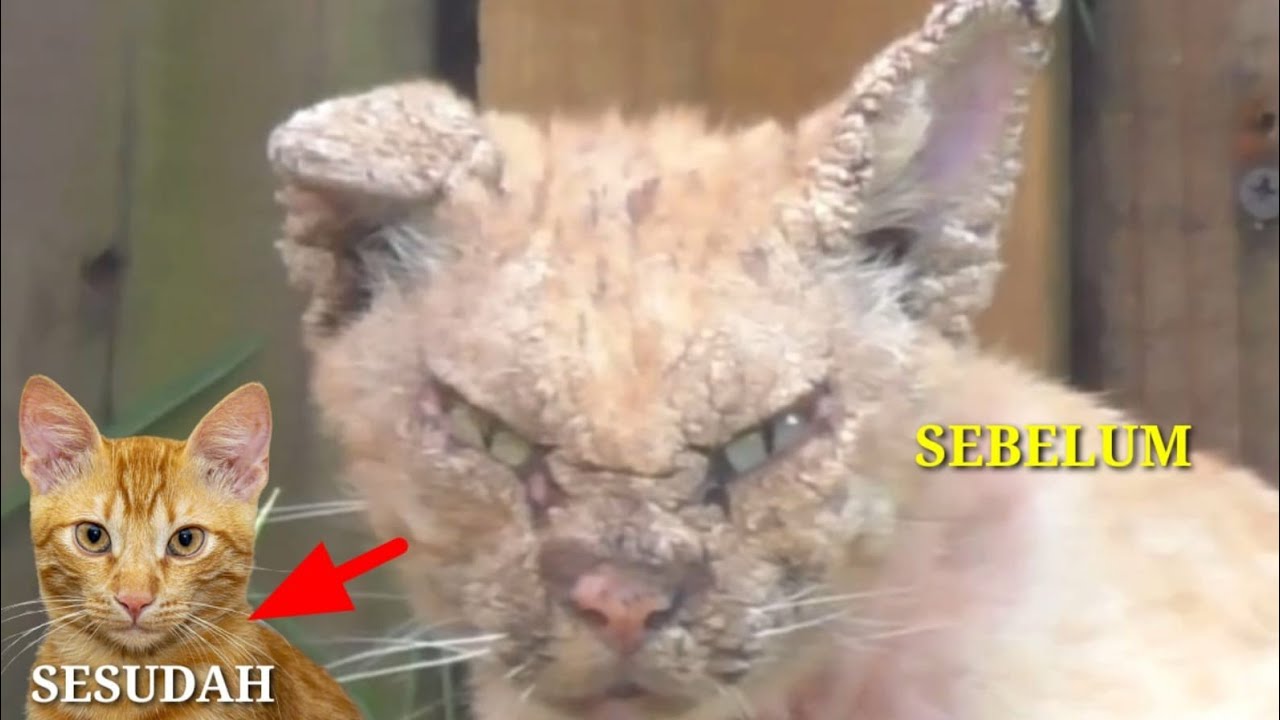 Kucing Liar Kulitnya Berkudis Parah Dan Berdarah Dimana Mana - YouTube