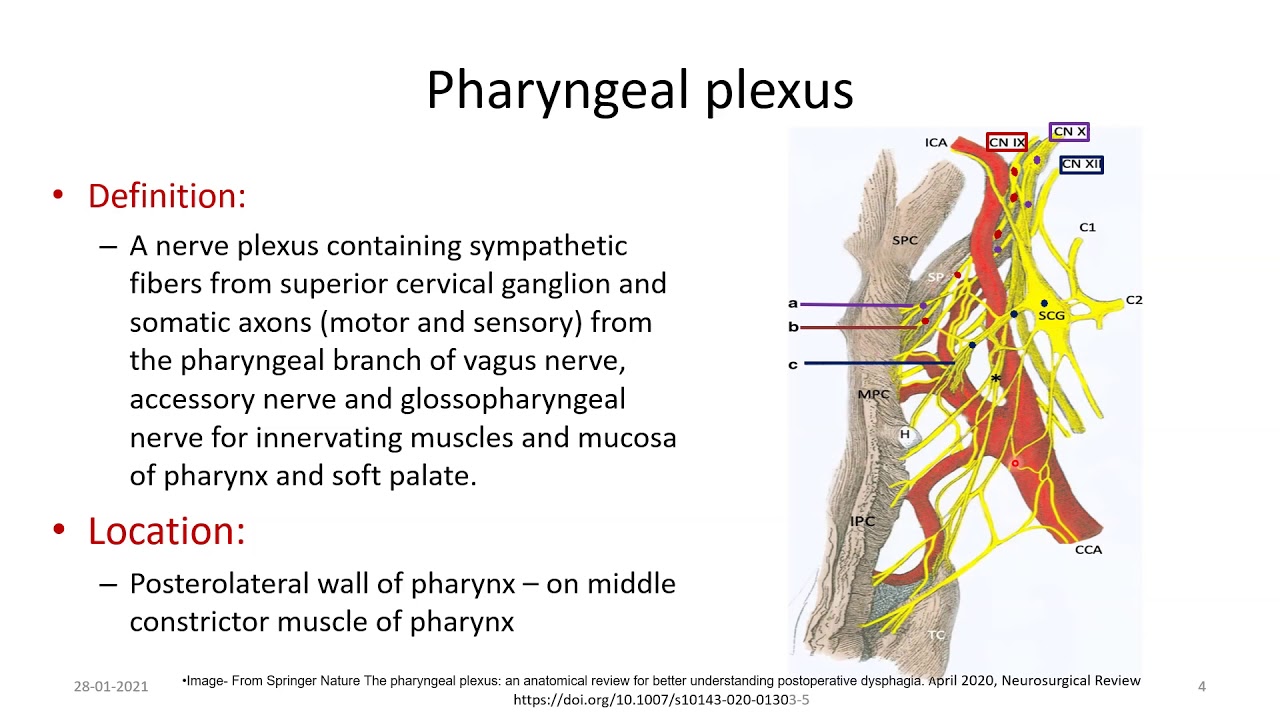 PHARYNGEAL PLEXUS: Anatomy - YouTube