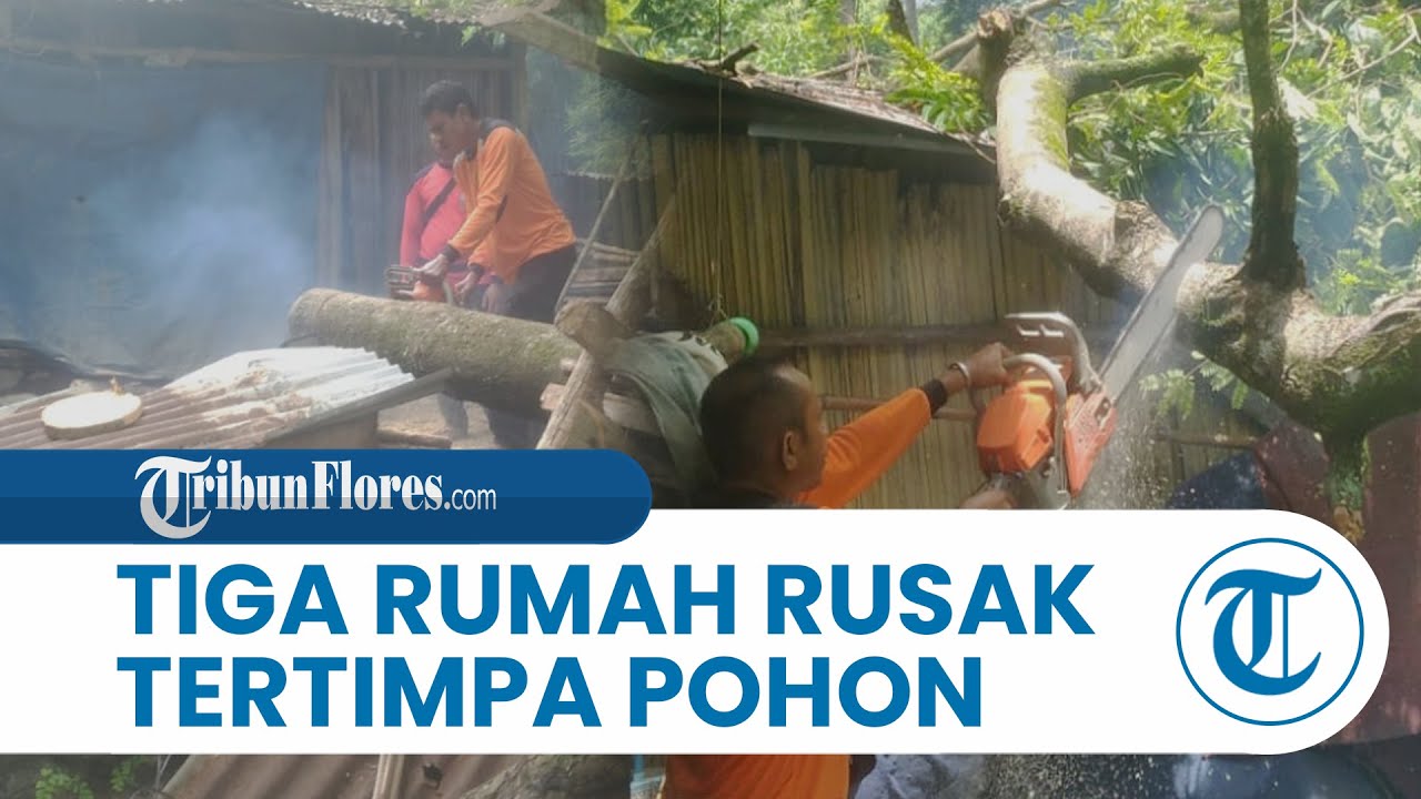 Tiga Rumah Rusak Tertimpa Pohon Tumbang di TTU NTT - YouTube