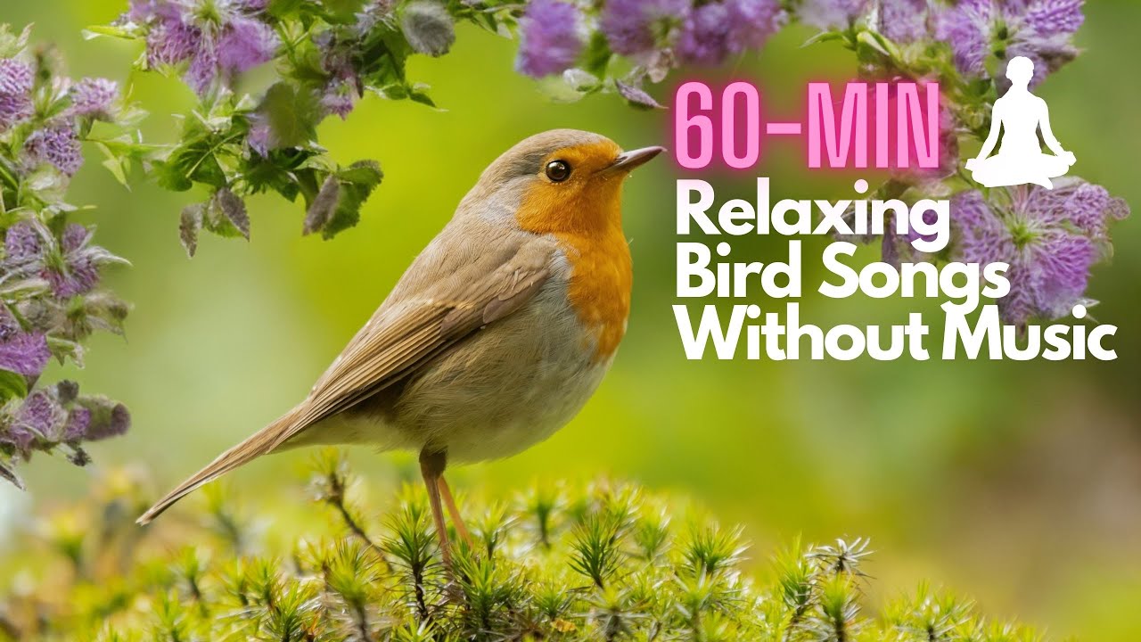 Bird Sounds | Bird Songs without Music | Mindfulness Meditation ...