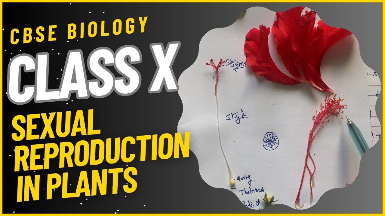 CLASS X CBSE Tutorial: Sexual Reproduction in Plants || Biology || CBSE - YouTube