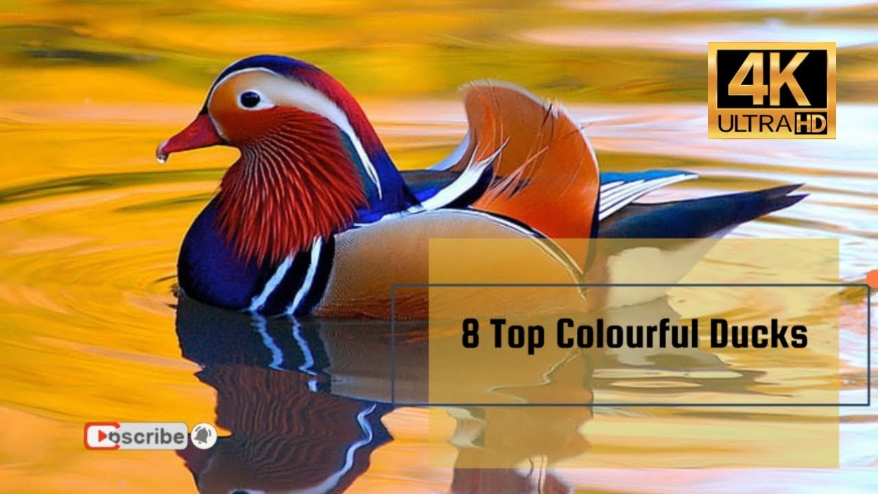 8 Top Colourful Ducks 4K - YouTube