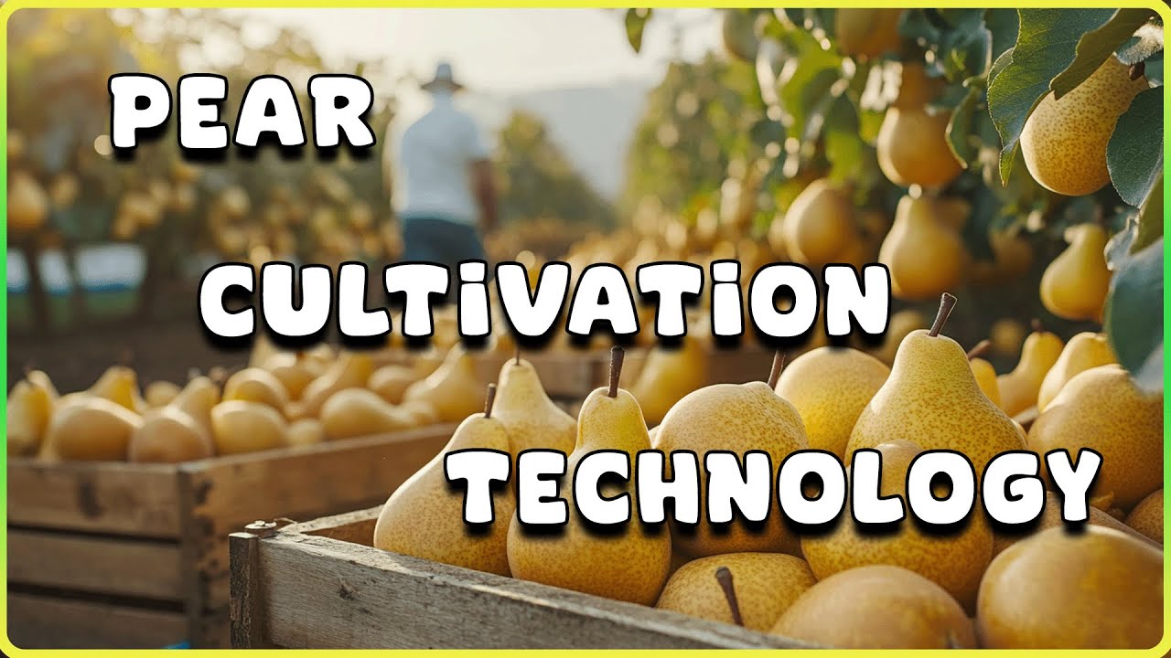 Peer to Table - The Journey of a Pear from the Garden to Your Stomach ...