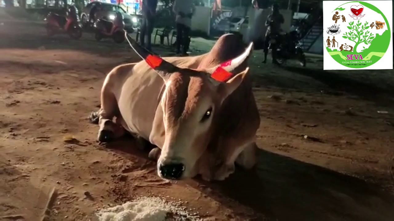 #1st_Week_of_Divya_Aadhaar_and_Protection_to_Animals - YouTube