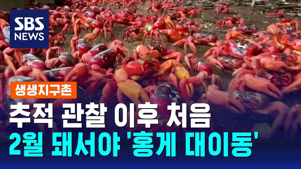 지구상 가장 놀라운 광경 홍게 대이동…이상 기후로 지연 Sbs 생생지구촌 Youtube