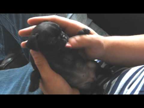 mitch dog - YouTube