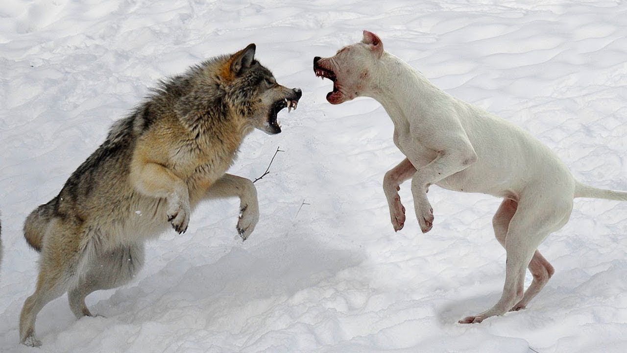 Wolf vs Dogo Argentino Epic Battle Of The Strongest Dogs - YouTube