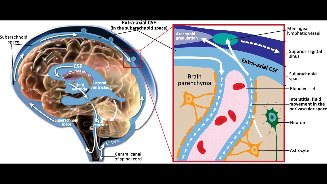 Anatomy of the Meninges, Subarachnoid Cisterns, Spinal Cord (external ...