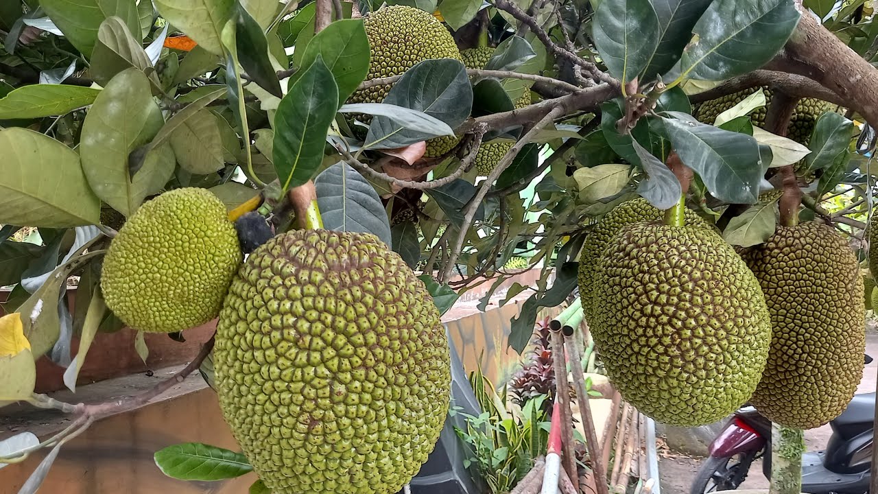 MENANAM NANGKA MINI DALAM POT BERBUAH SUPER LEBAT - YouTube