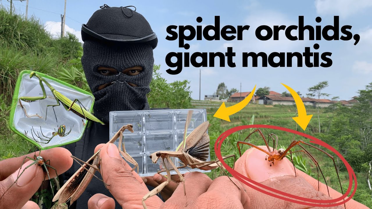 Nature Lovers Beware! You're Probably Missing These SPIDERS and MANTIS ...