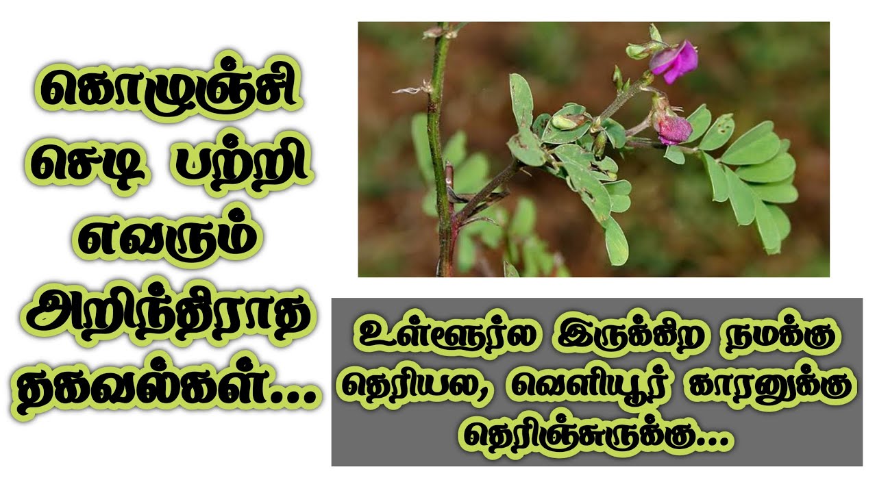 கொழுஞ்சில இவ்ளோ மருத்துவ பயங்களா? | Kolinchi chedi uses in Tamil - YouTube