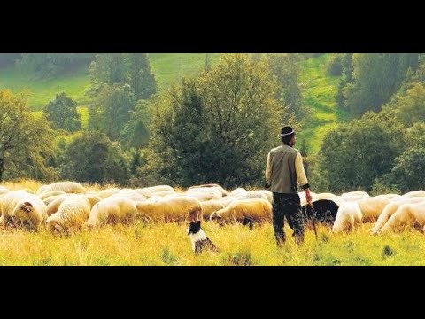 Bərdədə 5 uşaq atası olan çobandan DƏHŞƏTLİ ƏMƏL