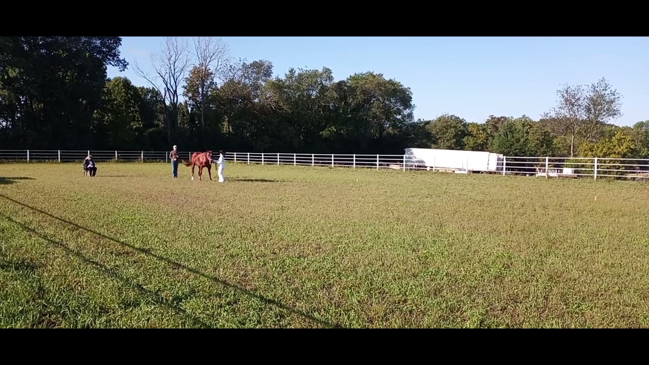 part 2 of the rosholt horse show! - YouTube