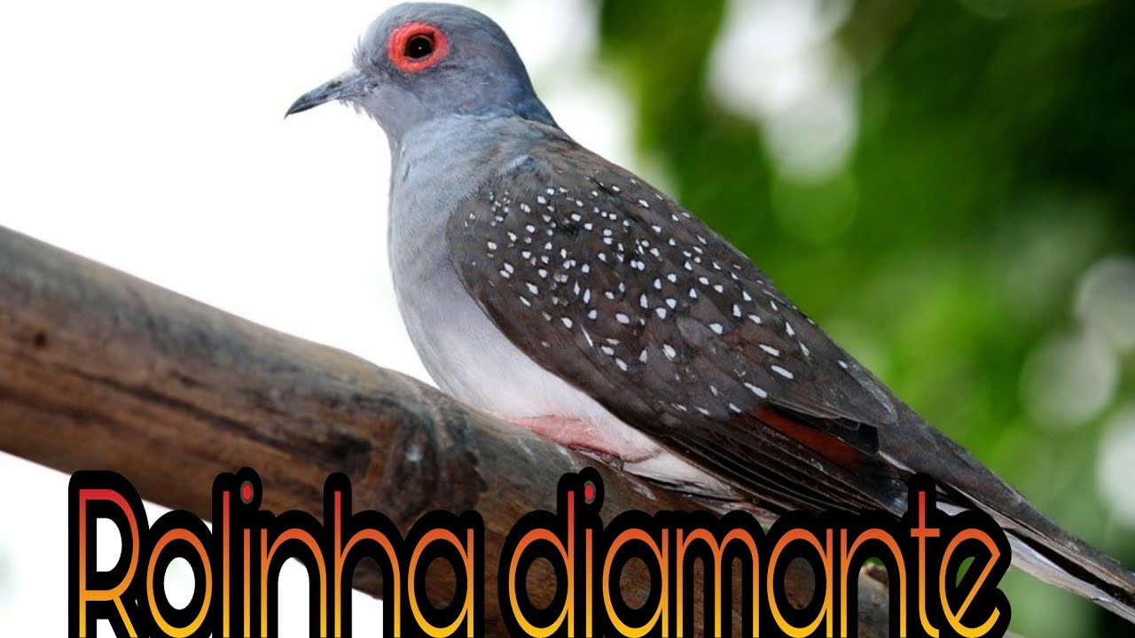 Canto da Rolinha diamante - YouTube