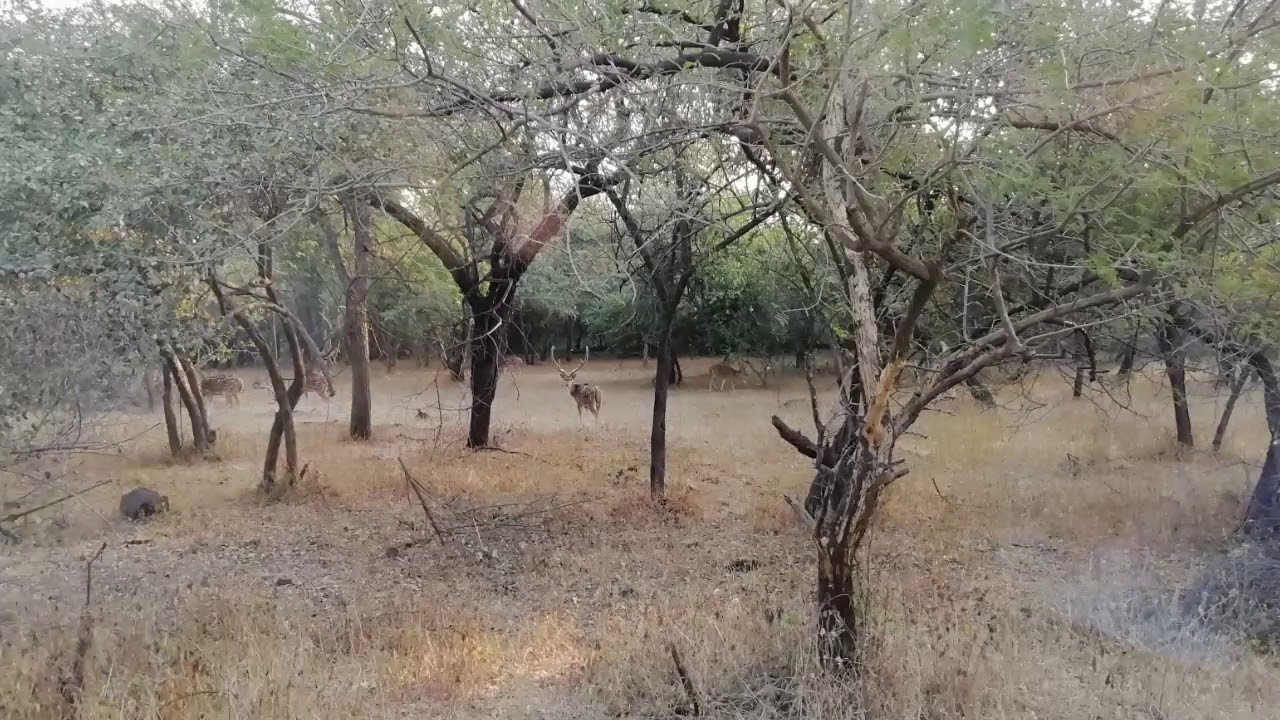 TULSI SHYAM Temple | The Magical Place | In Geer ( gir ) Forest - YouTube
