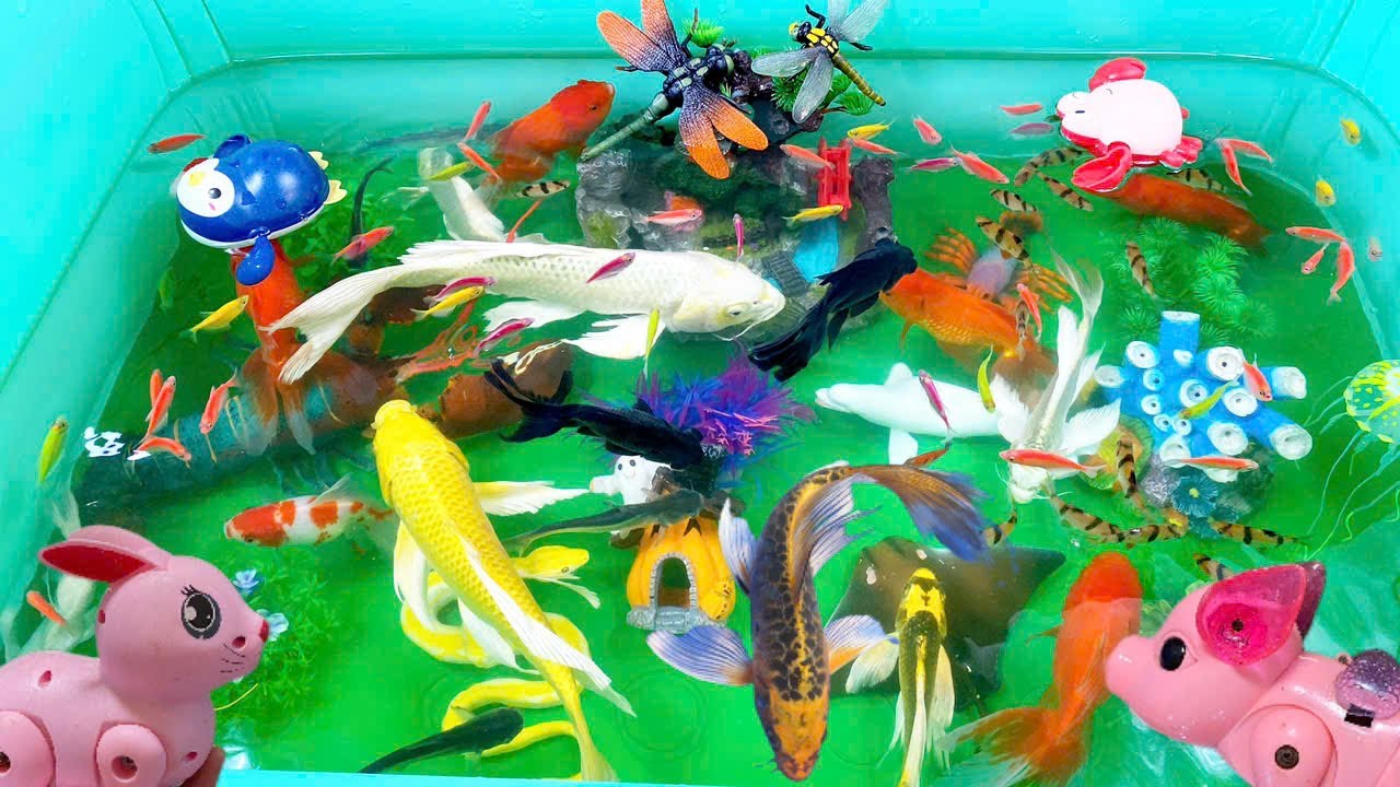 Amazing Put fish in the float,sharks,dolphins,sea creatures,Slipp vakre ...