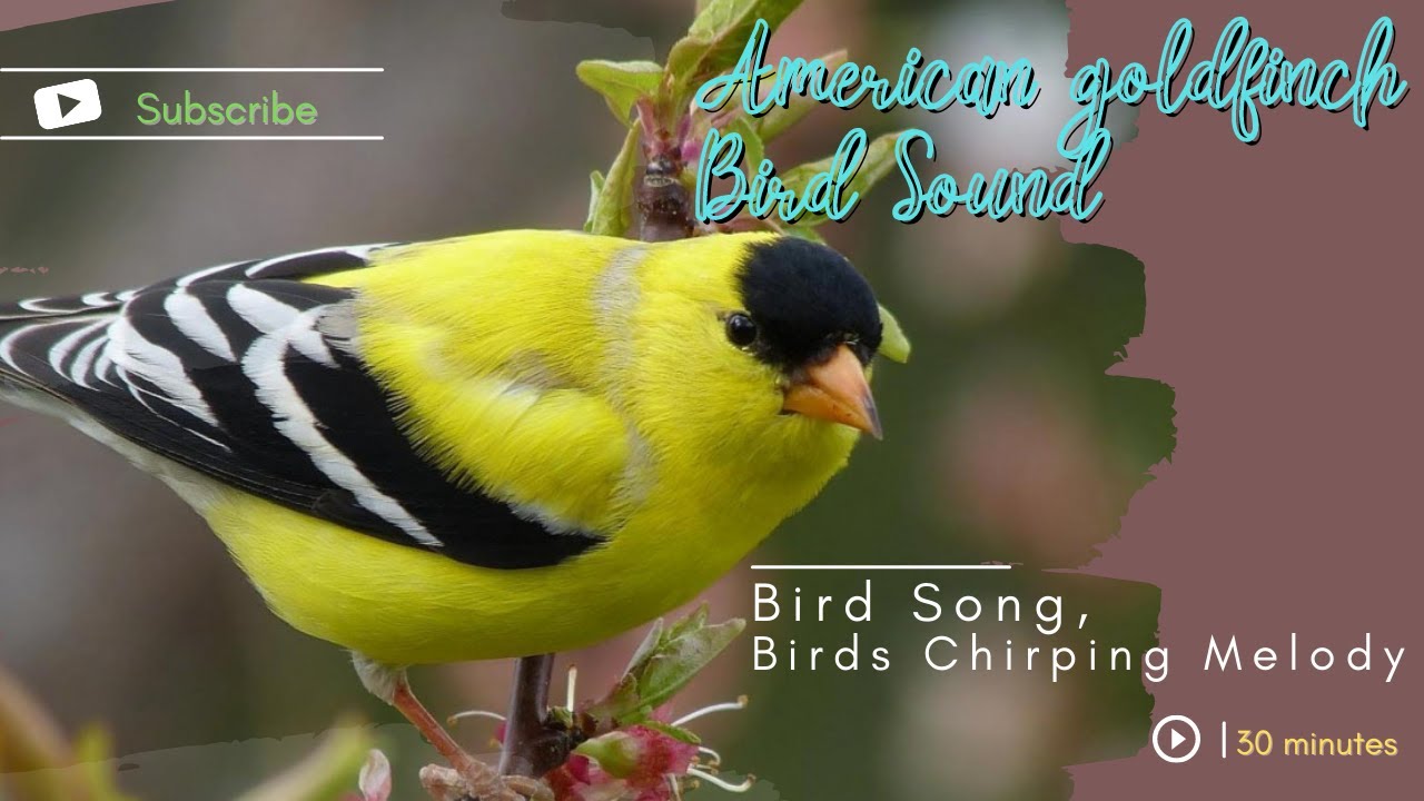 American goldfinch Bird Sound, Bird Song, Bird Call Bird Calling Chirps ...