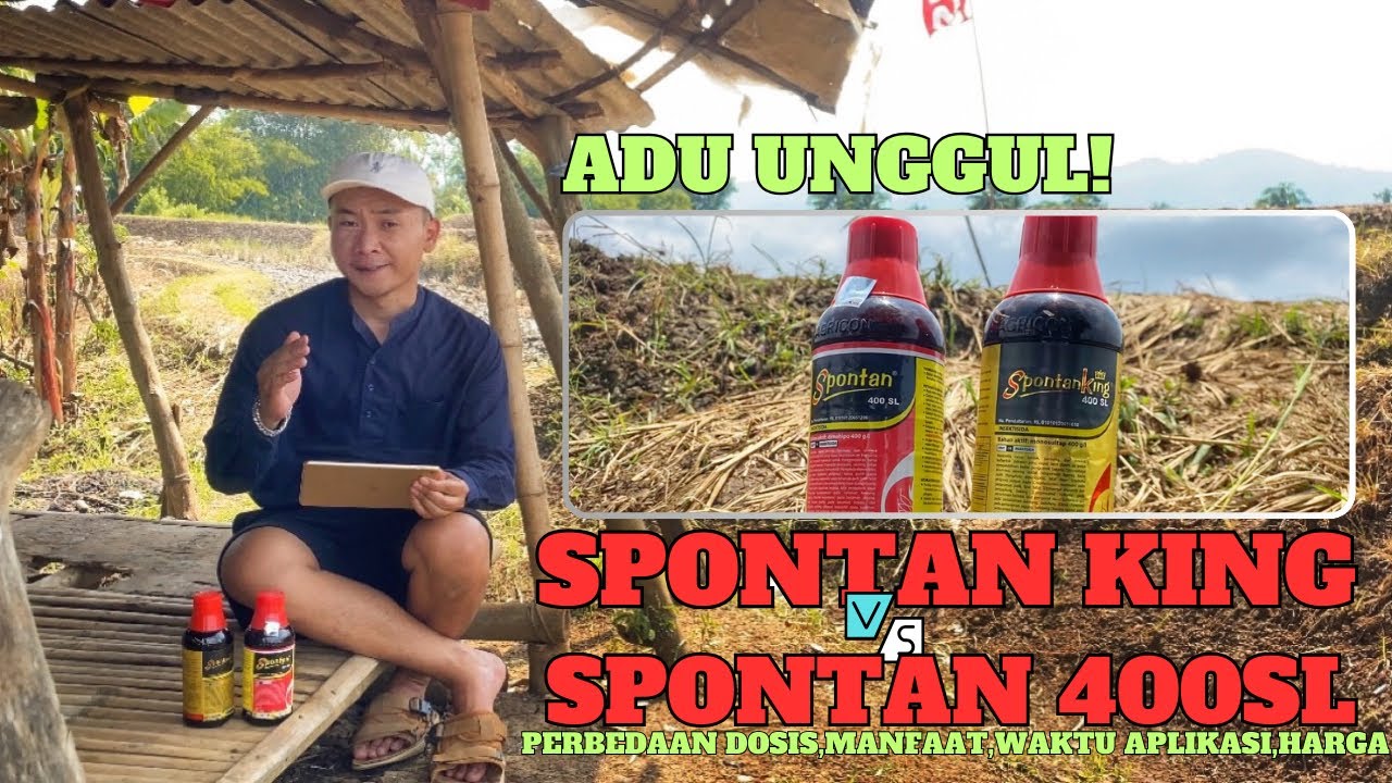 Perbedaan Insektisida spontan king dengan spontan 400sl, obat ampuh ...