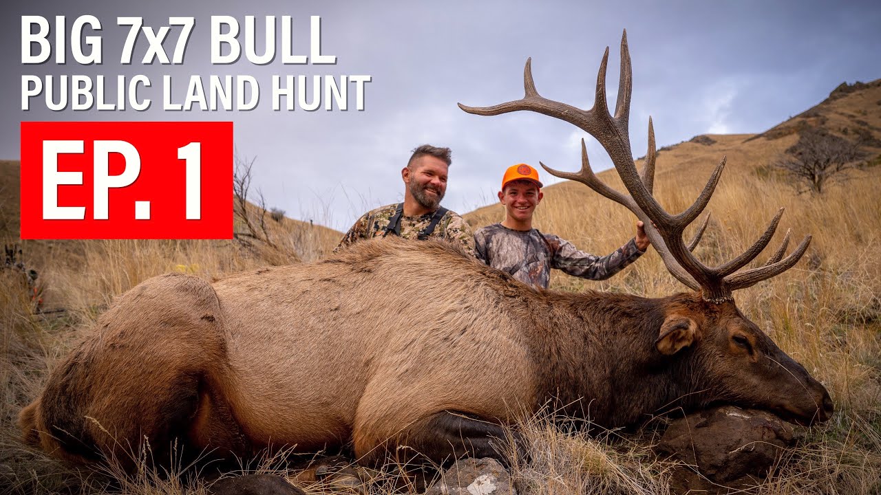 FATHER & SON ELK HUNT | BIG 7x7 BULL ELK | PUBLIC LAND HUNT - YouTube