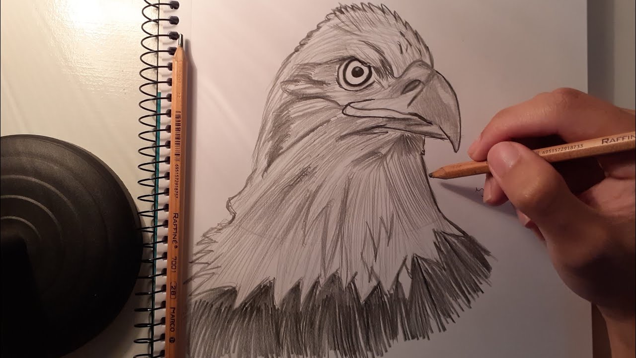 COMO DESENHAR UM GAVIÃO | SKETCH TUTORIAL - YouTube